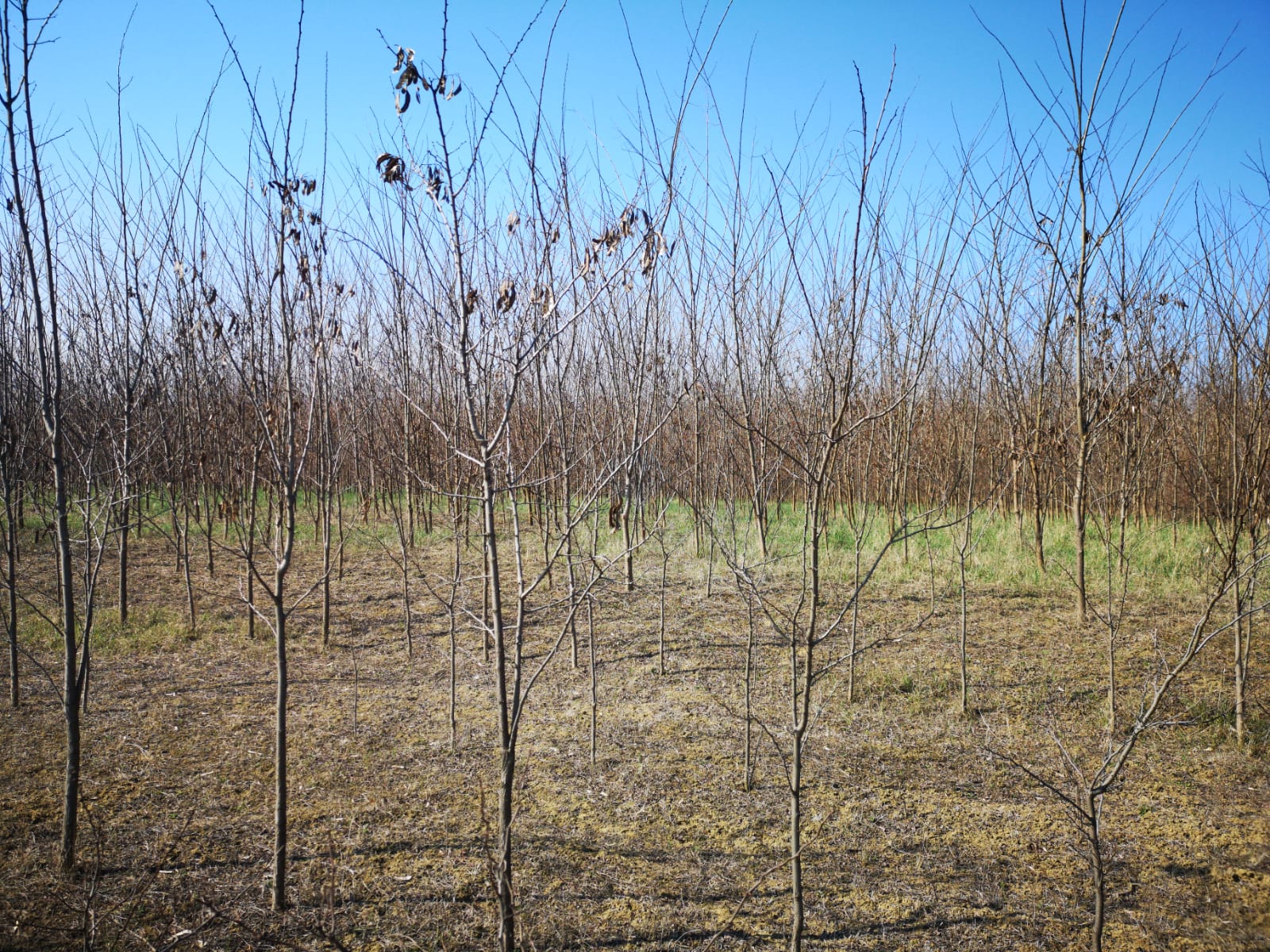 Proiect: Terenurile degradate ale localităţilor vor fi împădurite